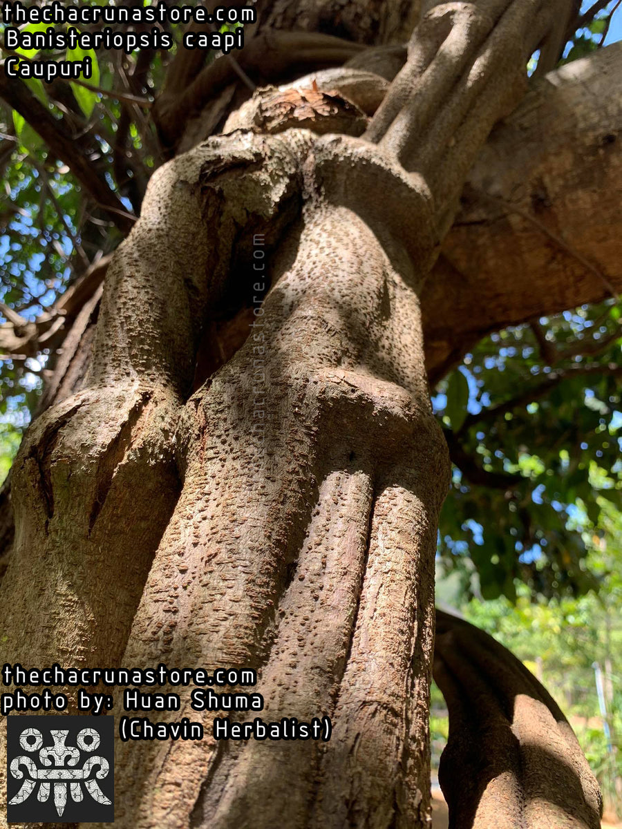 CBT-BCC: B. caapi "Cauprui" Live Plant Vine – The Chacruna Store
