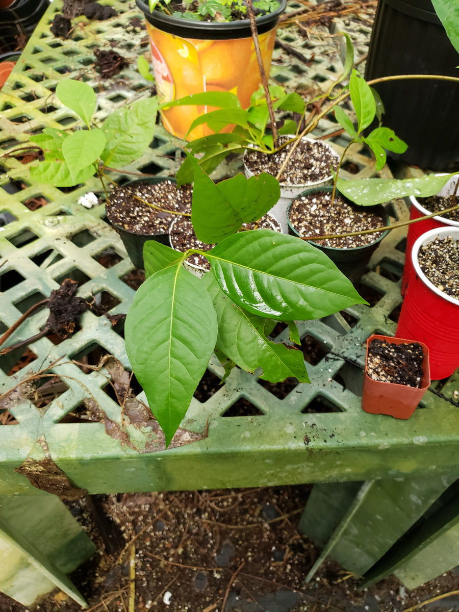 CBT-BCMK: B. caapi "McKenna Cielo" Live Plant Vine – The Chacruna Store