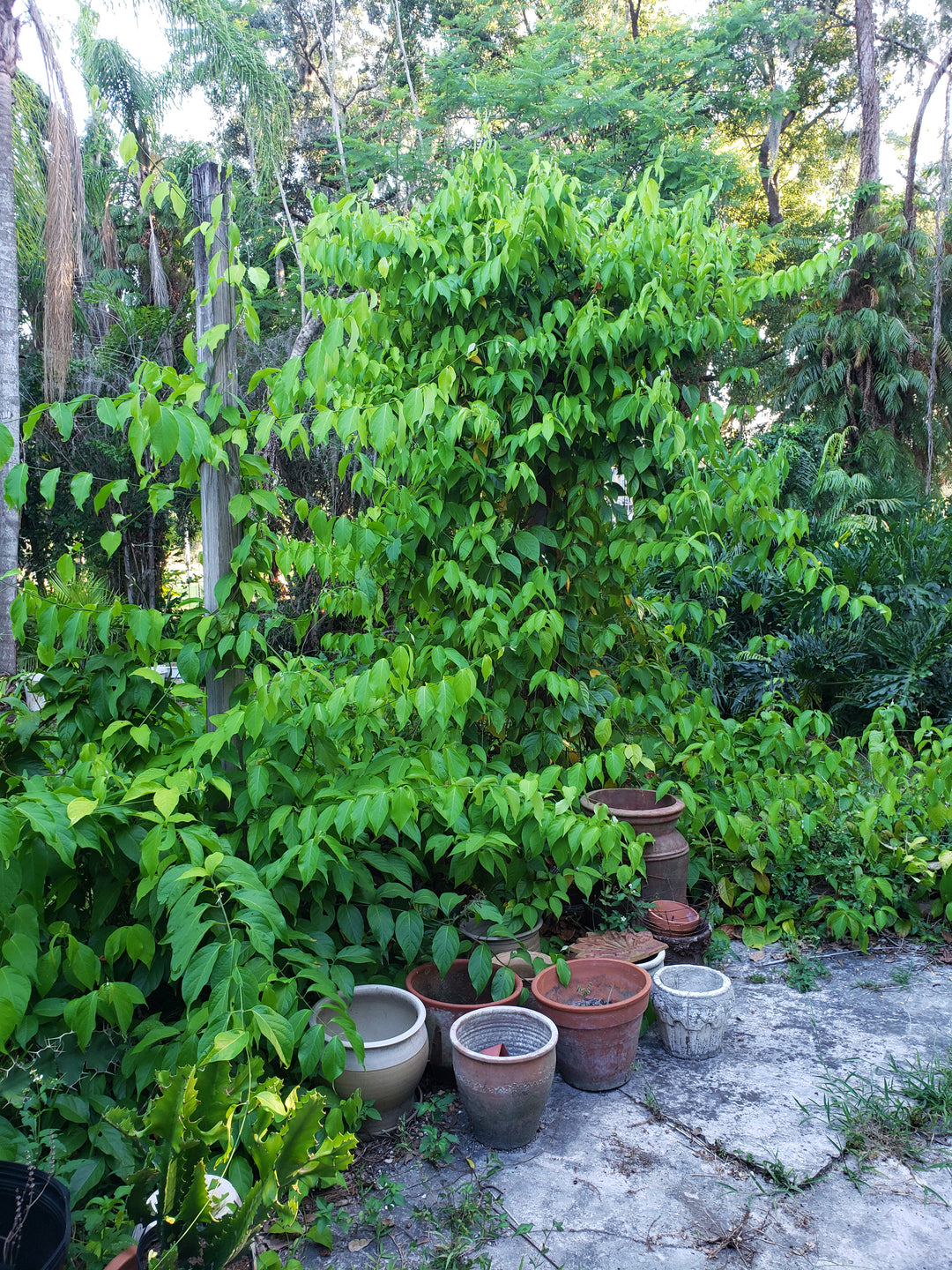 Caapi – The Chacruna Store