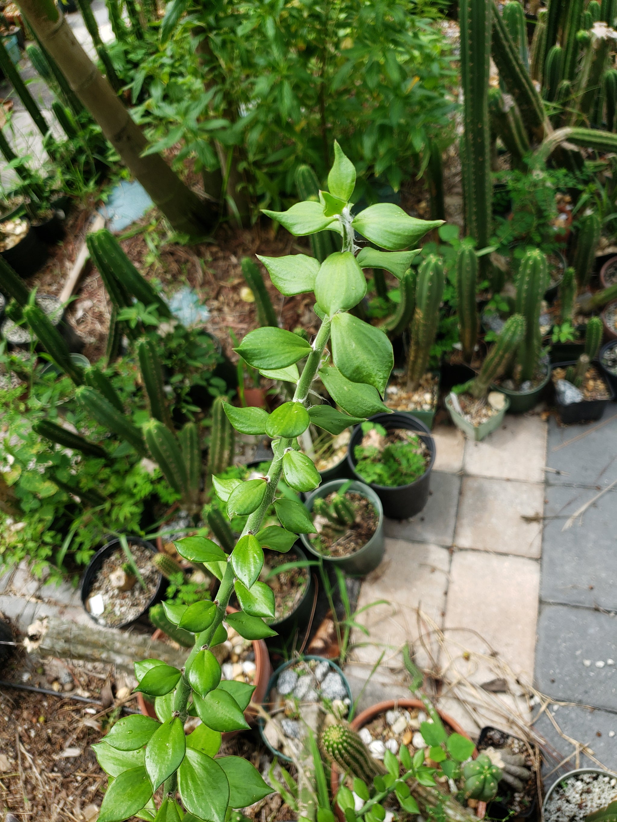 Cacti – The Chacruna Store