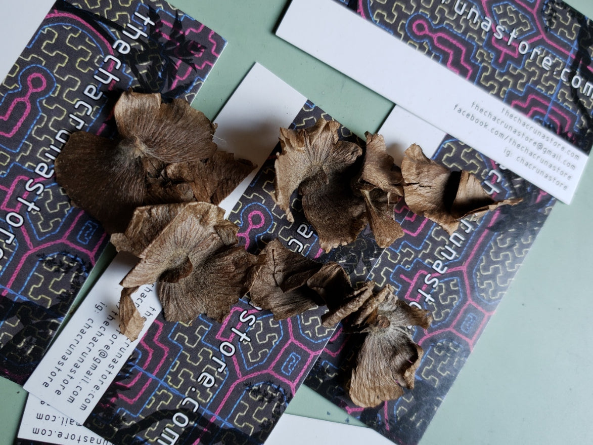 Seeds – The Chacruna Store