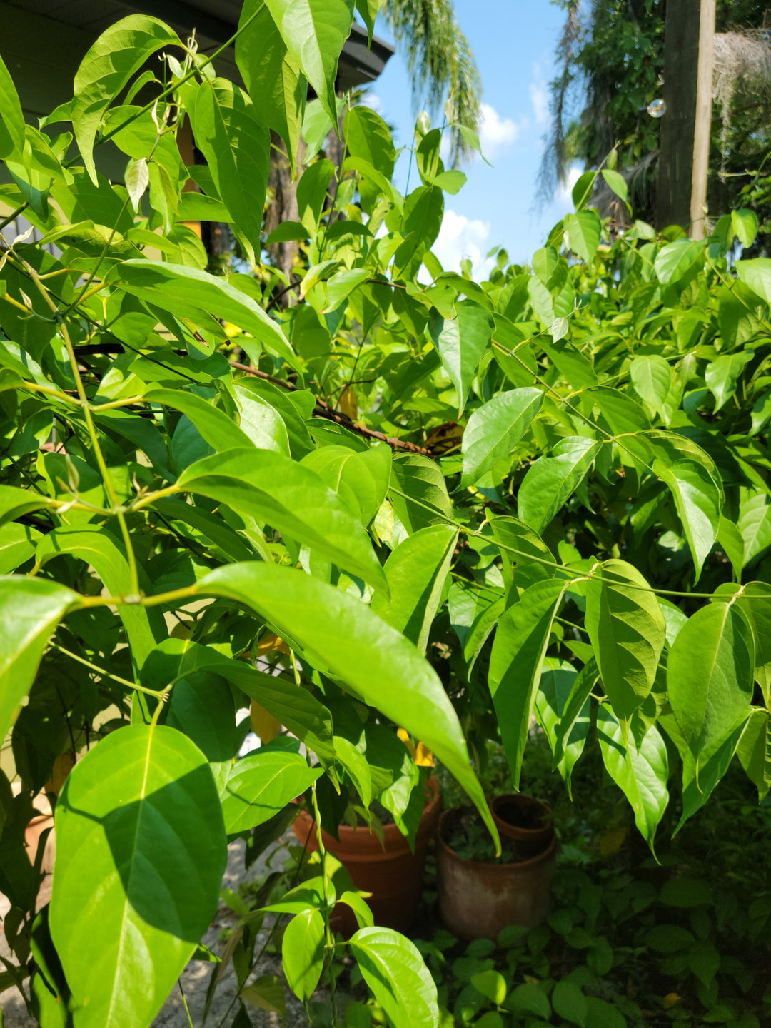 Caapi – The Chacruna Store