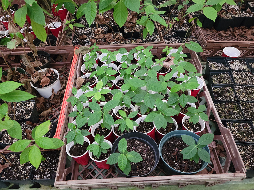 Caapi – The Chacruna Store